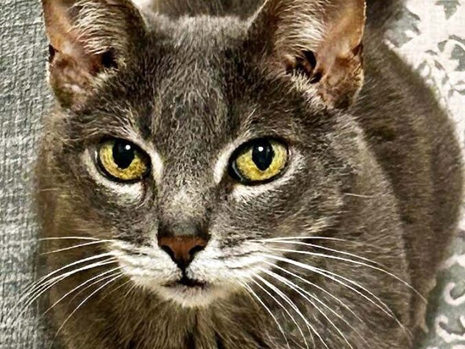 MCC – Marin Cat Connection