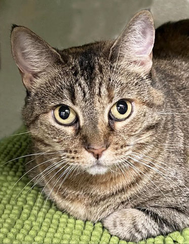 Kitty – Marin Cat Connection